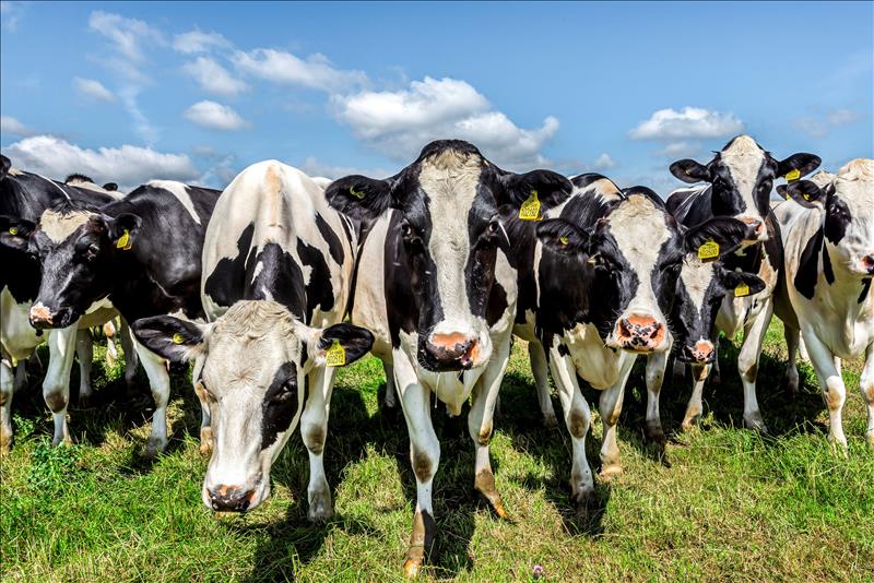 Axminster YFC Show & Sale | Symonds & Sampson LLP