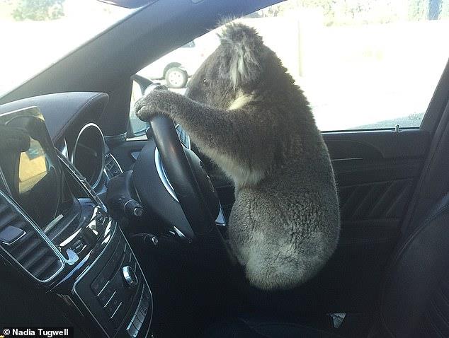 Curious koala takes the wheel